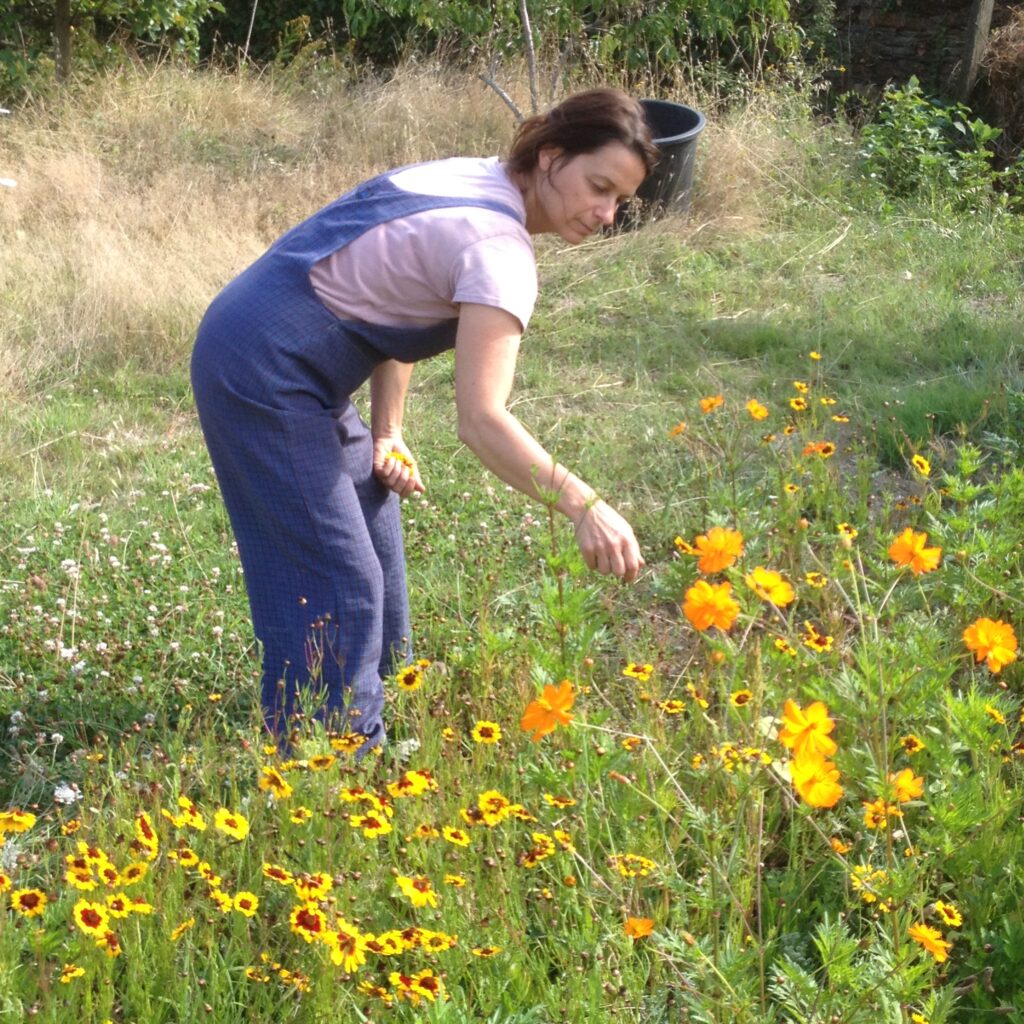 L'habit en roses – Ennoblisseur textile – Teinture végétale
